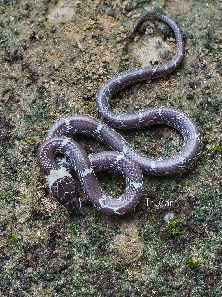 Indian Wolf Snake from 110.48, Mandalay, Myanmar (Burma) on November 30 ...
