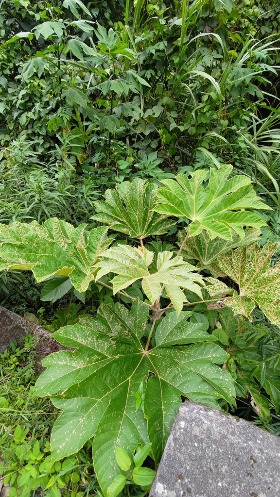 Rice paper plant from 556台灣南投縣信義鄉神木村 on September 23, 2023 at 02:56 PM ...