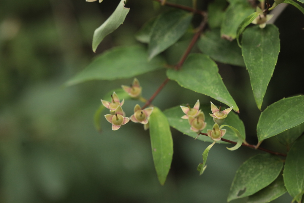 Philadelphus pekinensis from 河北省秦皇岛市青龙满族自治县祖山镇 邮政编码: 066501 on July 27 ...