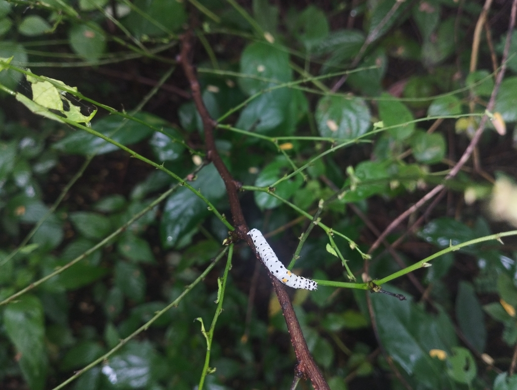 Butterflies and Moths from kamothe sai regency building sector15 ...