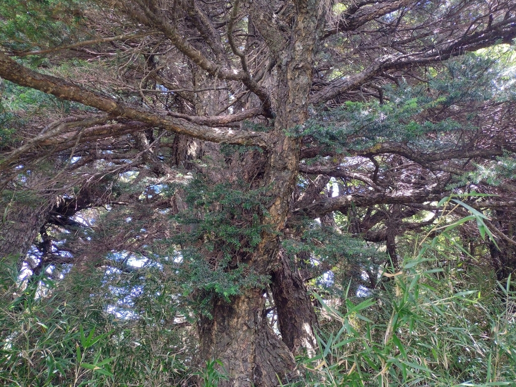 Chinese hemlock from 546, Taiwan, 南投縣仁愛鄉德鹿谷村 on September 28, 2023 at ...