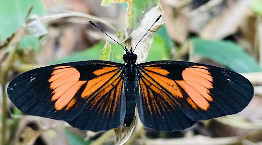 Castilia perilla from Madre de Dios, PE on September 26, 2023 at 09:50 ...