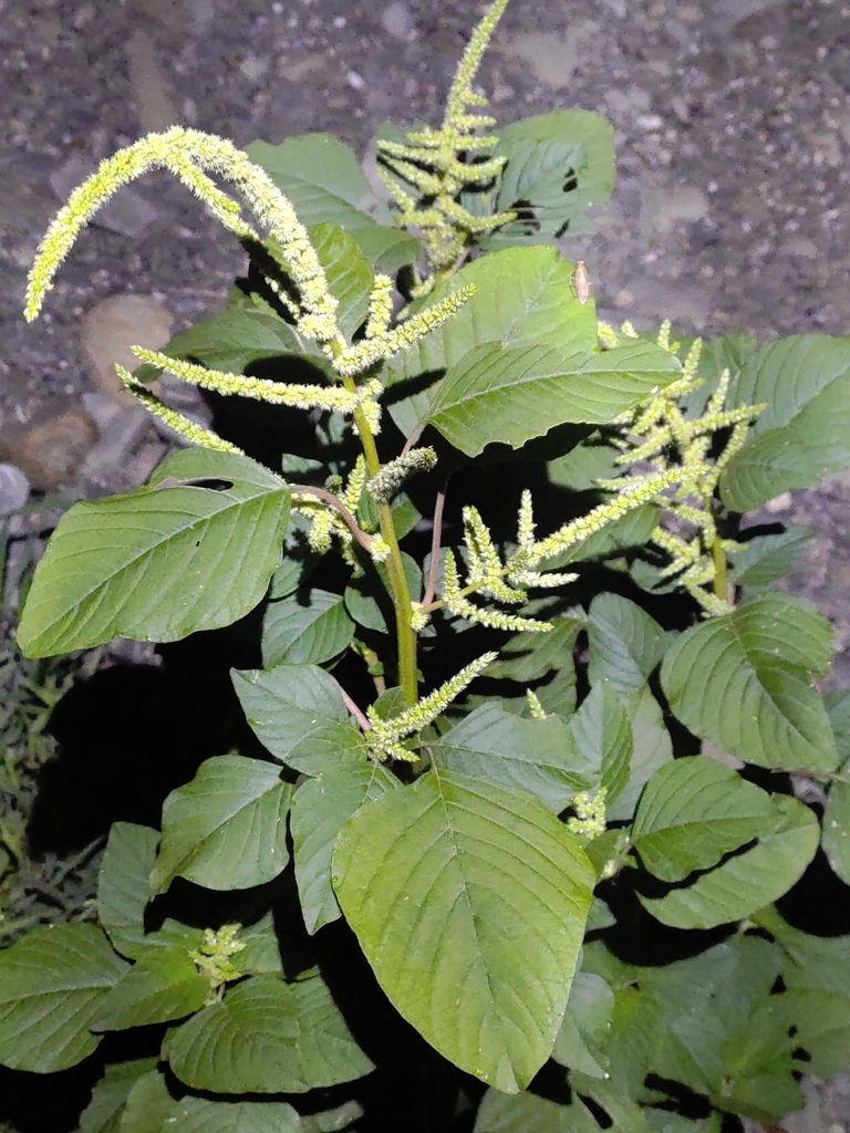 green callaloo amaranth from Nantou, TW-TA, TW on September 28, 2023 at ...