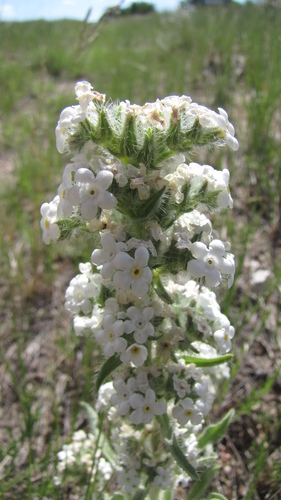 Cryptantha sericea · iNaturalist Mexico