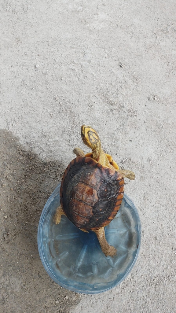 Mexican Spotted Terrapin from Mexico on September 28, 2023 by Emmanuel ...