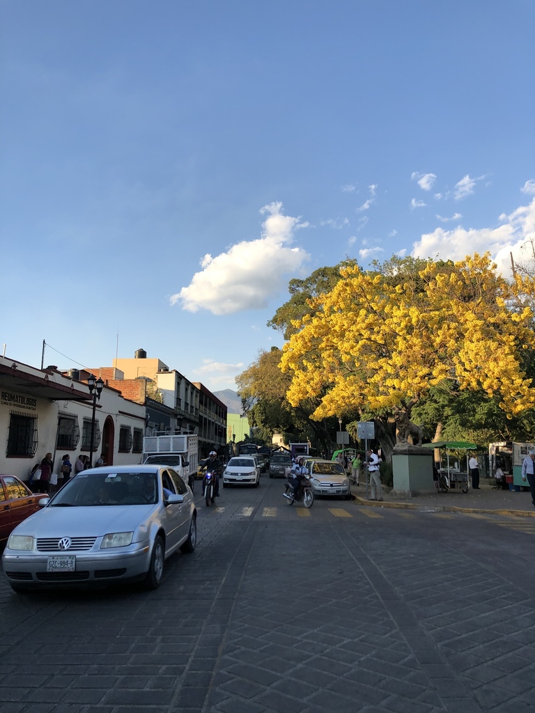 Golden Trumpet-tree from Calle Doctor Liceaga 103–119, Oaxaca, OAX, MX ...