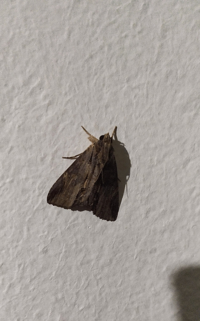 Ercheia cyllaria from Koovery, Kerala 670581, India on September 22 ...