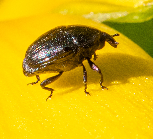 Flower Weevils from Heredia Province, Cantón de Santo Domingo, Costa ...