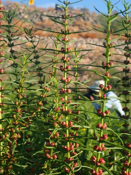 Scarlet Toothcup from South Mountain Village, Phoenix, AZ, USA on ...