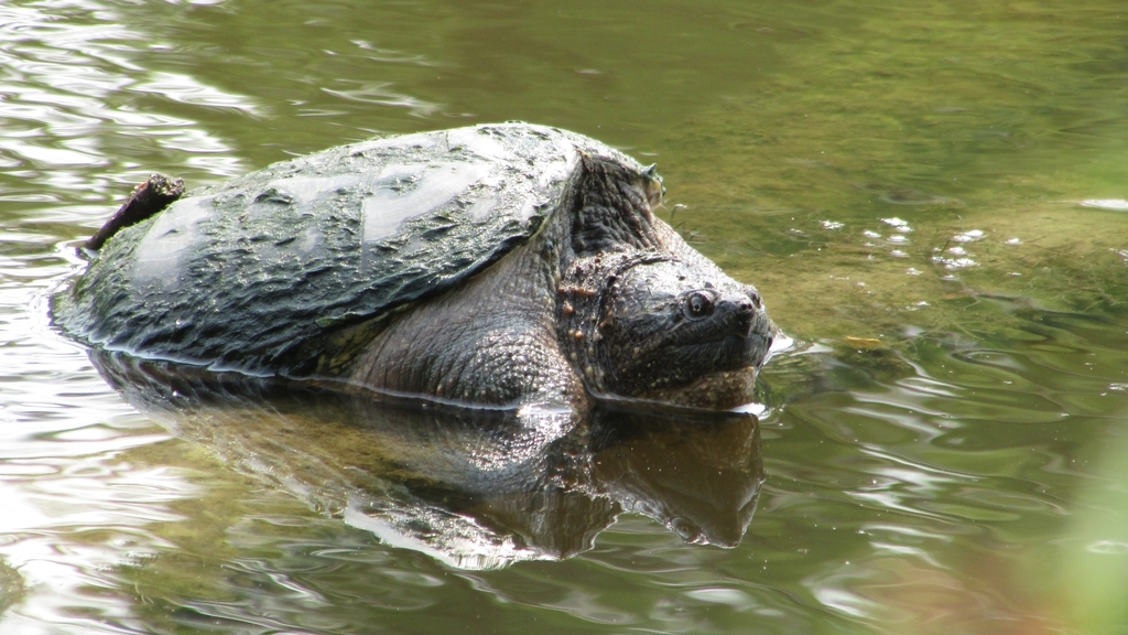 Common Snapping Turtle from Ojibway Park on September 26, 2023 at 09:30 ...