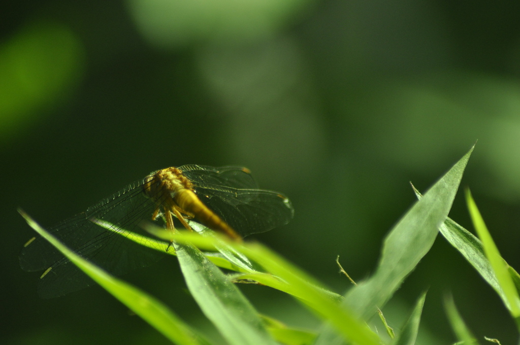 Orange Skimmer from Ponorogo Regency, East Java, Indonesia on September ...