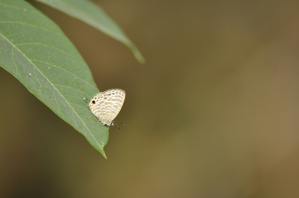 Transparent 6-line Blue from Ponorogo Regency, East Java, Indonesia on ...