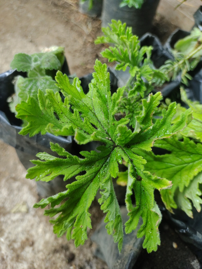 Rose-scented Geranium from Acozac, 56537 Ixtapaluca, Méx., México on ...