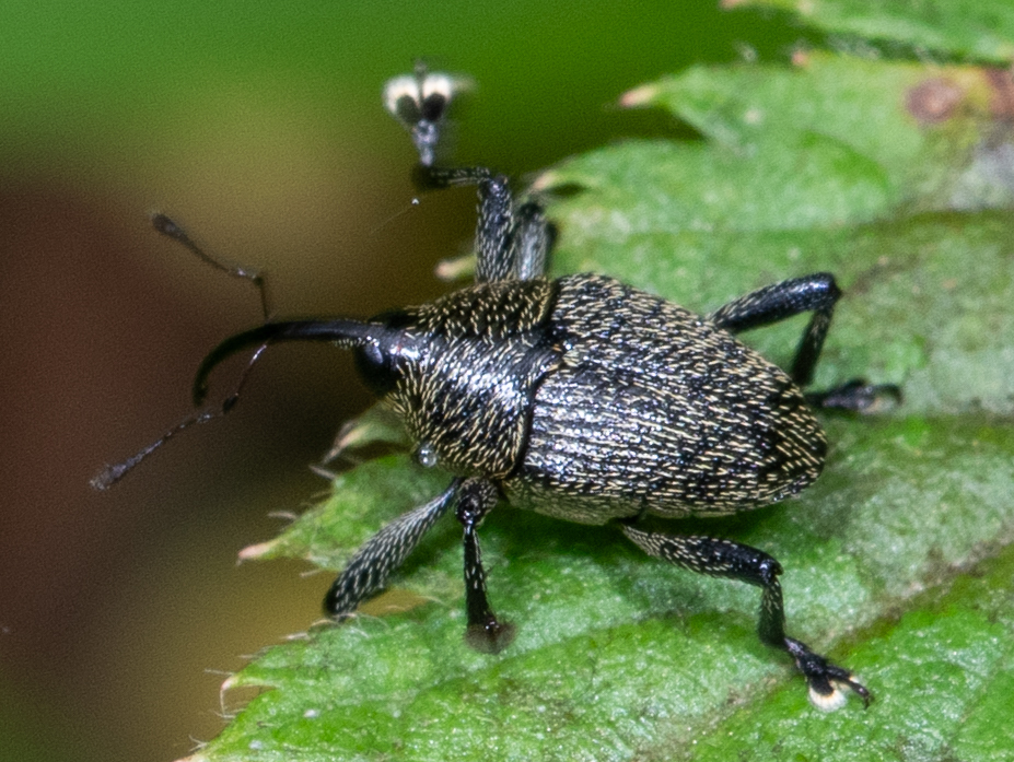 Flower Weevils from Alajuela Province, Alajuela, Costa Rica on ...