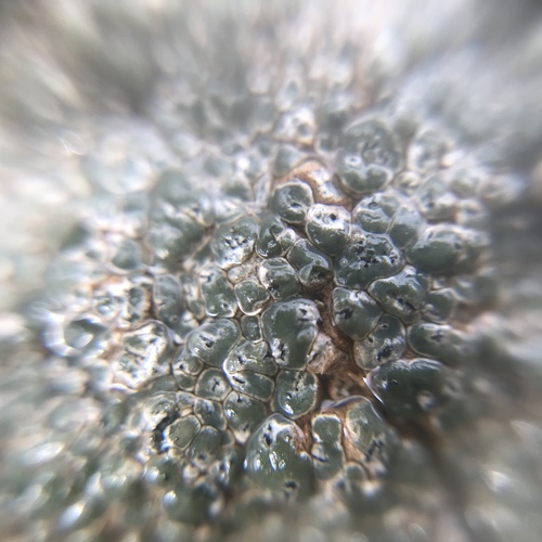 Aspicilia americana · iNaturalist