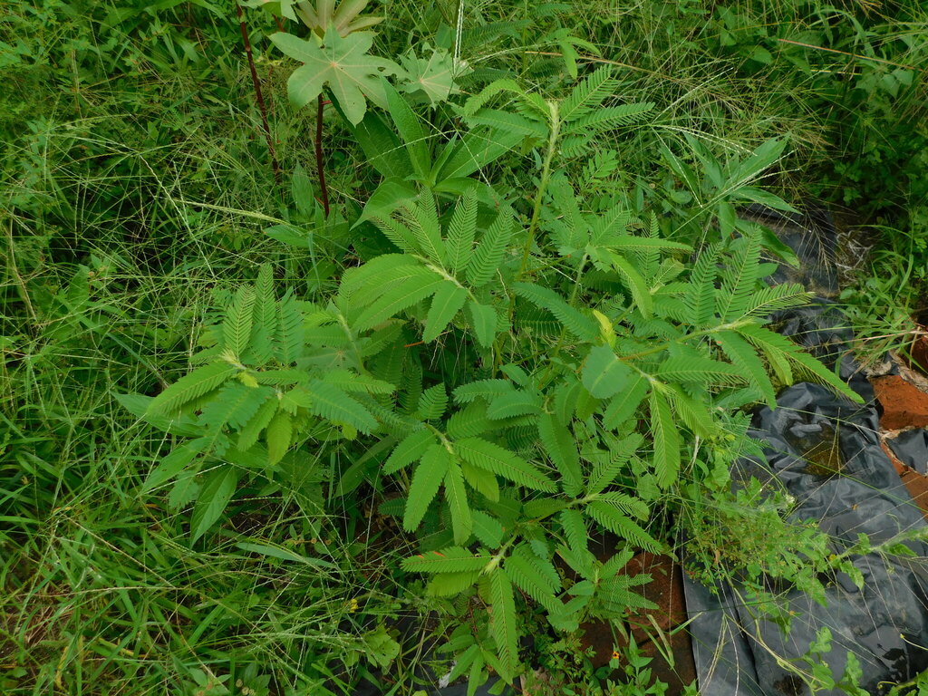 shyleaf from 48967 El Chico, Jal., México on August 29, 2023 at 01:06 ...