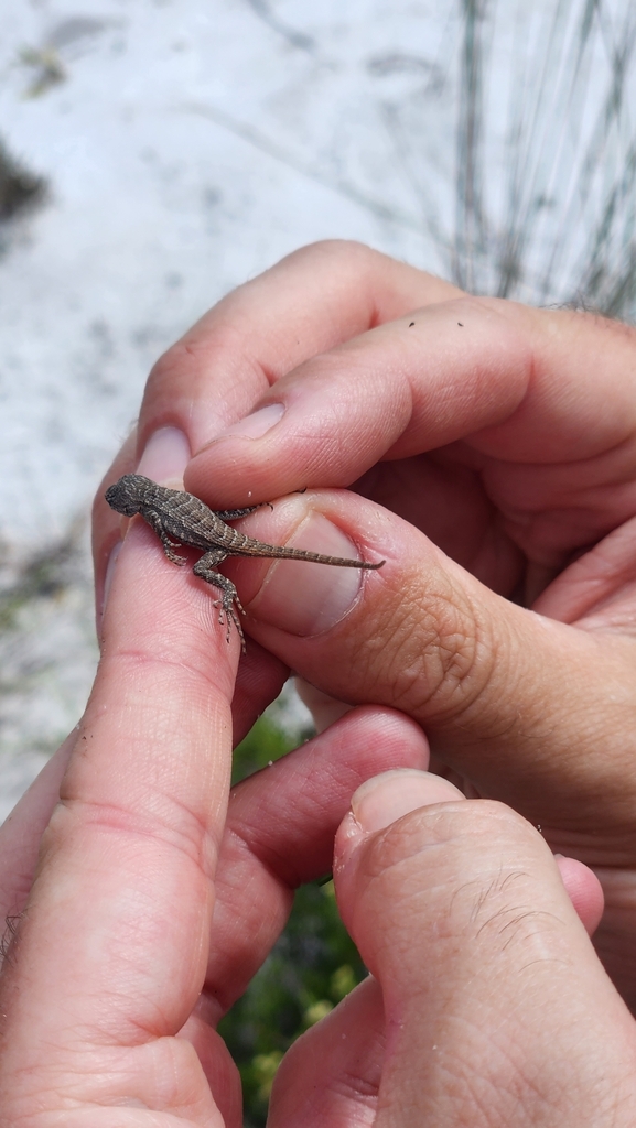 Florida Scrub Lizard in September 2023 by Moa Björestam · iNaturalist