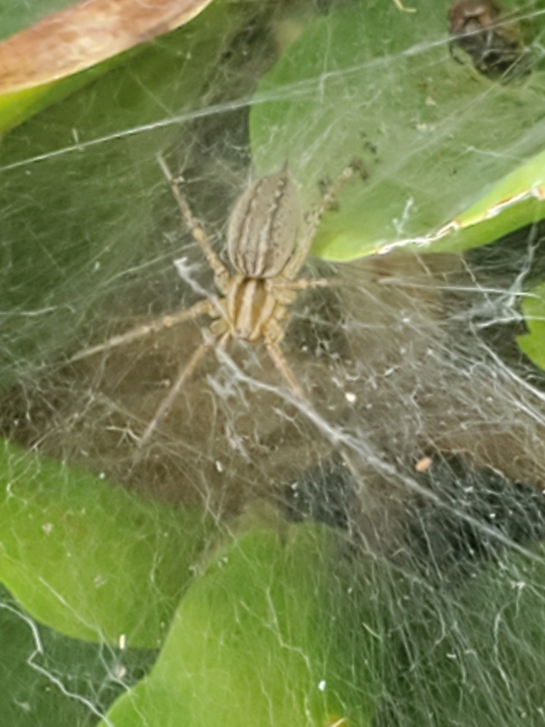 Grass Spiders from New Knoxville, OH 45871, USA on September 28, 2023 ...