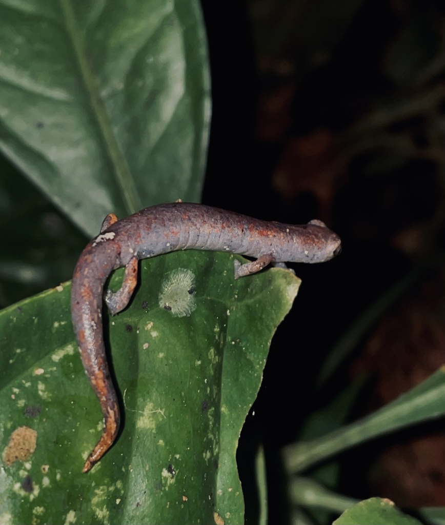 Peruvian Climbing Salamander from Madre de Dios, PE on September 22 ...