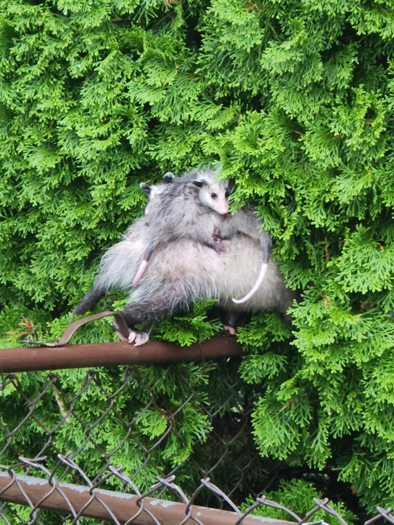 Virginia Opossum from Sterling Heights, MI 48313, USA on August 24 ...
