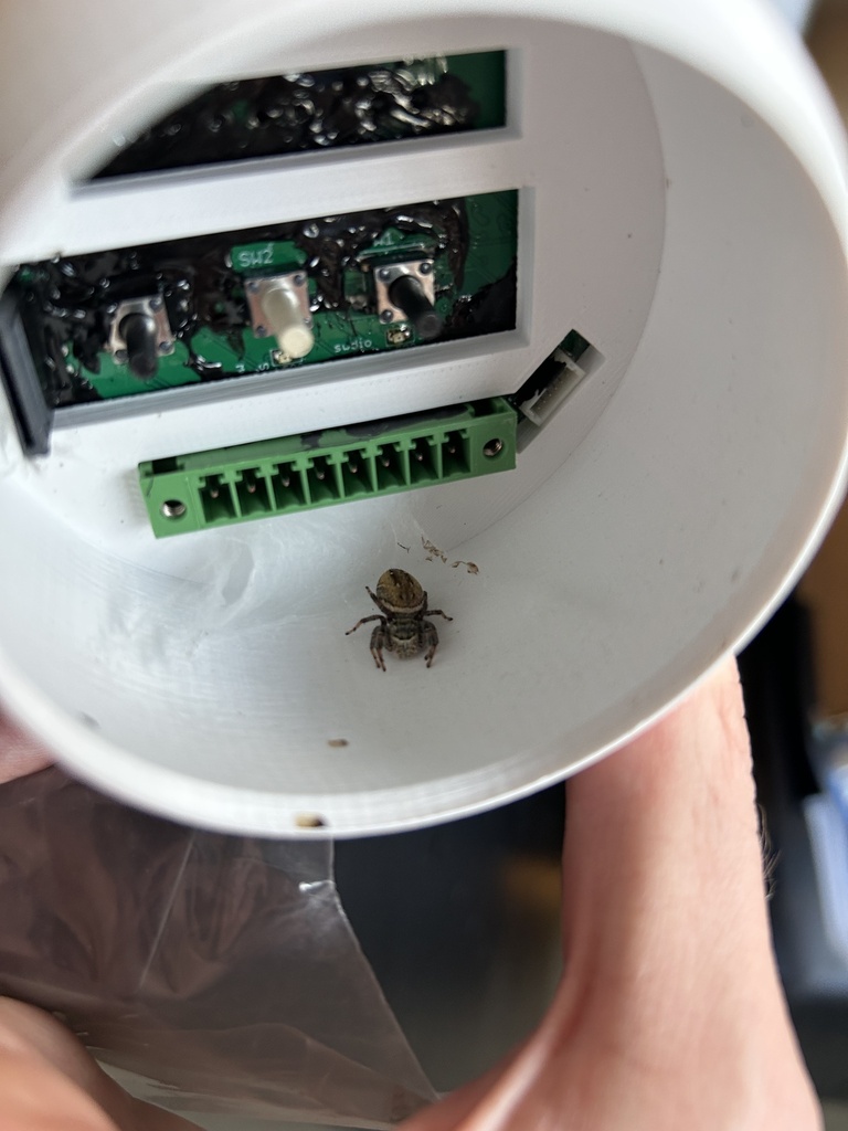 Jumping Spiders from NC State University, Raleigh, NC, US on September ...