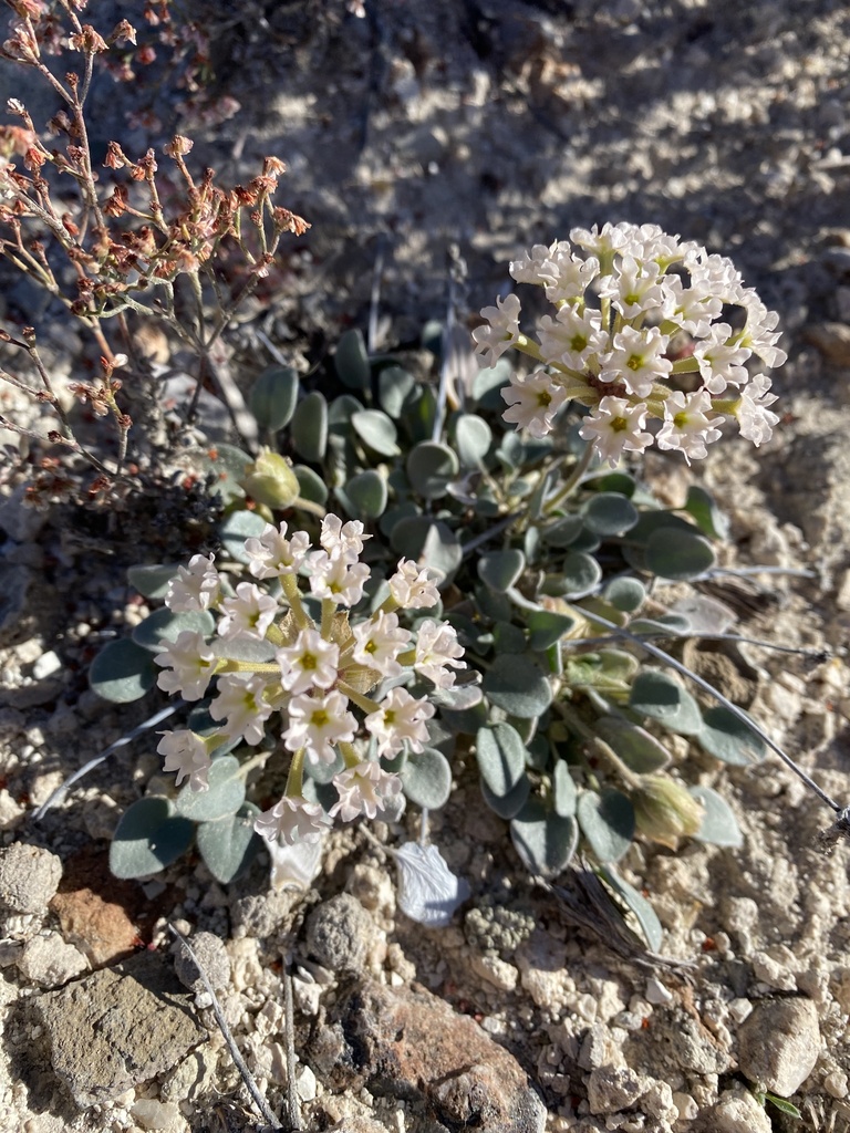 Dwarf sand verbena from Lund, NV, US on September 27, 2023 at 08:41 AM ...