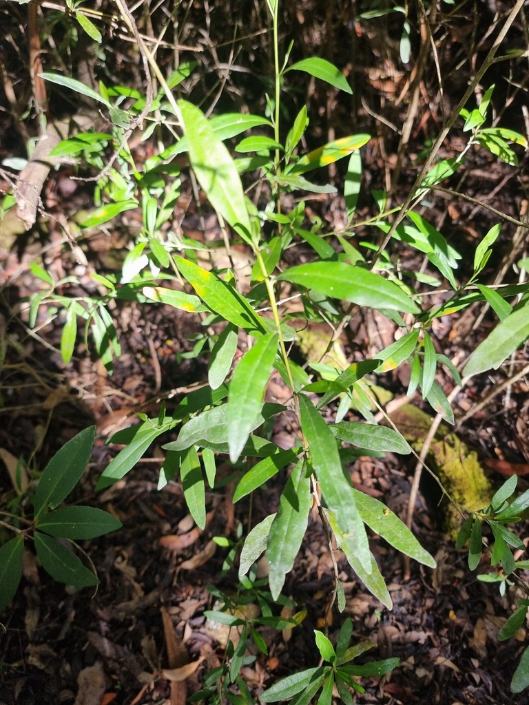 Pinkwood from Mount Nelson TAS 7007, Australia on September 26, 2023 at ...