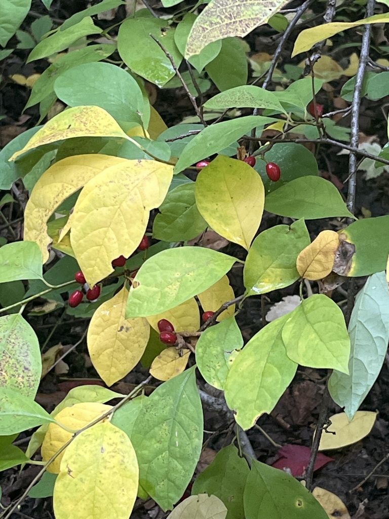 northern spicebush from W Kl Ave, Kalamazoo, MI, US on September 28 ...