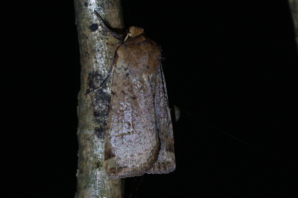 Red-headed Chestnut from Regensburg, Deutschland on September 28, 2023 ...