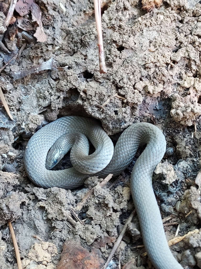 Rough Earthsnake from Spring Valley, Durham, NC 27705, USA on September ...