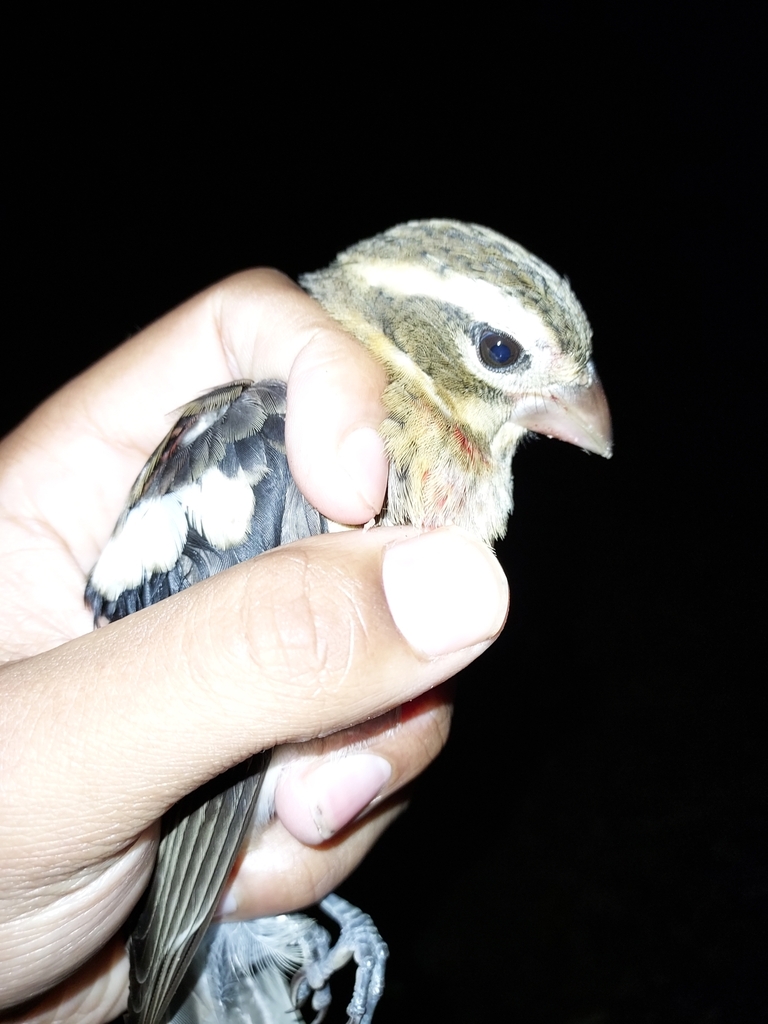 Rose-breasted Grosbeak from Spring Valley, Durham, NC 27705, USA on ...