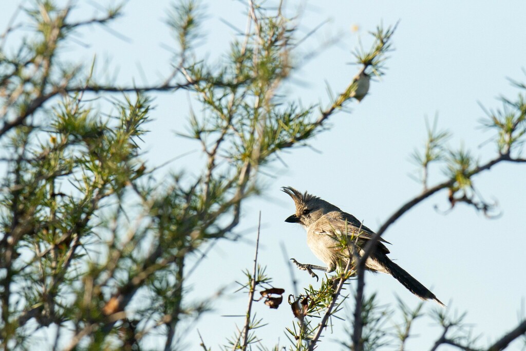 Chirruping Wedgebill from Living Desert State Park, Broken Hill NSW ...
