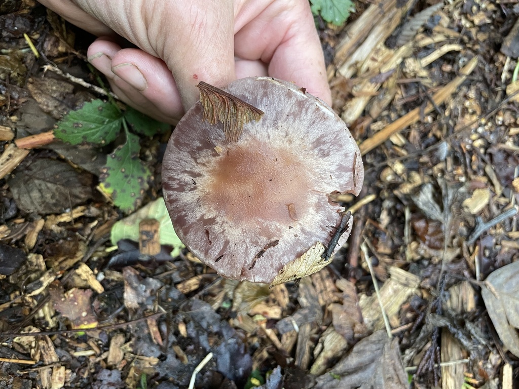 Cortinarius lucorum from Shadow Lake Natural Area, Renton, WA, US on ...