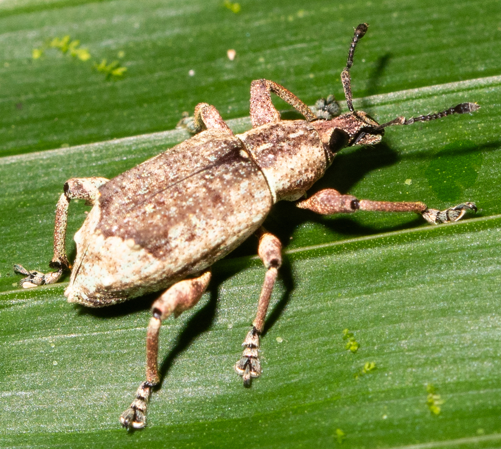 Claeoteges virosa from Heredia Province, Sarapiqui, Costa Rica on ...