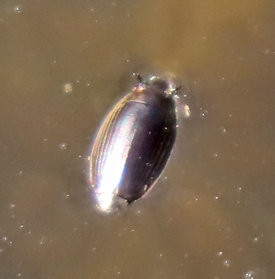 Macrogyrus from Mogo NSW 2536, Australia on September 22, 2023 at 10:40 ...