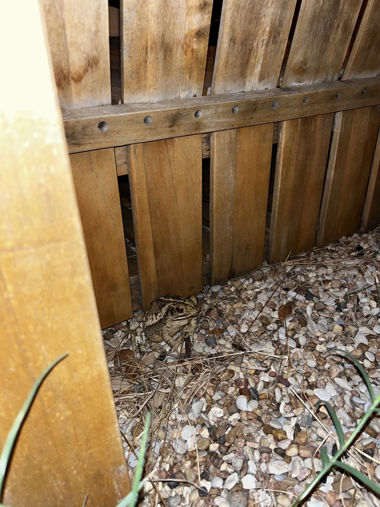 Gulf Coast Toad from Wagon Train Rd, Austin, TX, US on September 27 ...