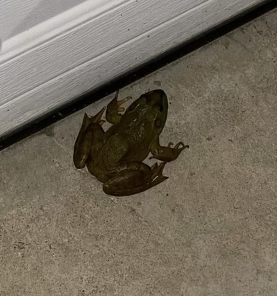 American Bullfrog from Slattery Rd, North Branch, MI, US on September ...