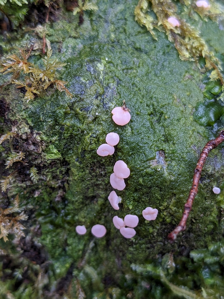 Pink Dot Lichen from 9382, New Zealand on September 29, 2023 at 02:35 ...
