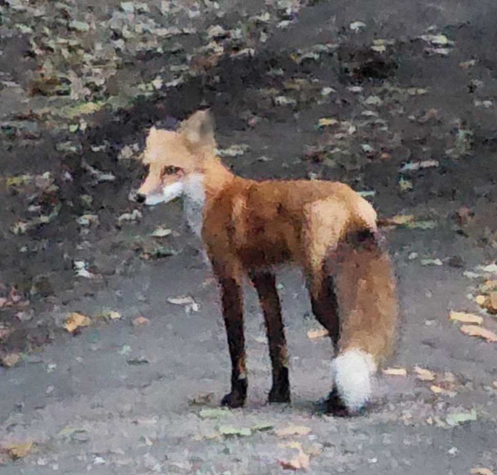 Red Fox from Toronto, ON M4X 1X4, Canada on September 28, 2023 at 07:00 ...