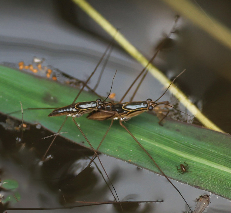 Limnogonus nitidus from 澳門嘉模堂區 on March 5, 2022 at 09:34 AM by キース搵肥 ...