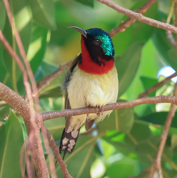 Fork-tailed Sunbird from 澳門聖方濟各堂區 on March 7, 2022 at 05:10 PM by キース搵肥 ...