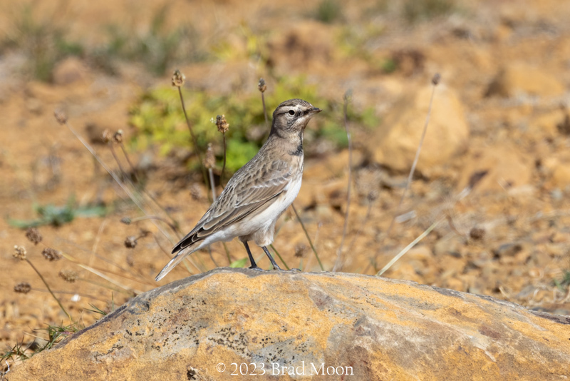 Horned Lark from Yamhill County, OR, USA on September 19, 2023 at 02:43 ...
