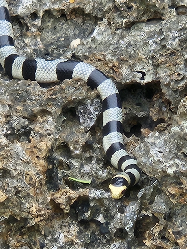 Banded Sea Krait from RGCX+G8, Korotogo, Fiji on September 29, 2023 at ...