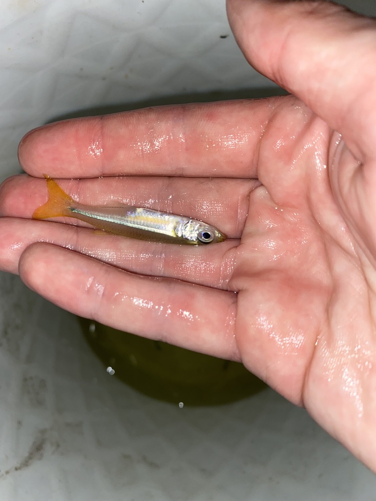 Inland Silverside from Tampa Bay, Saint Petersburg, FL, US on September ...