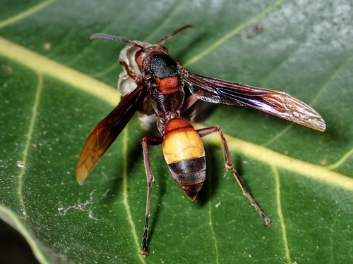 Banded Paper Wasp (Polistes sagittarius) · iNaturalist United Kingdom