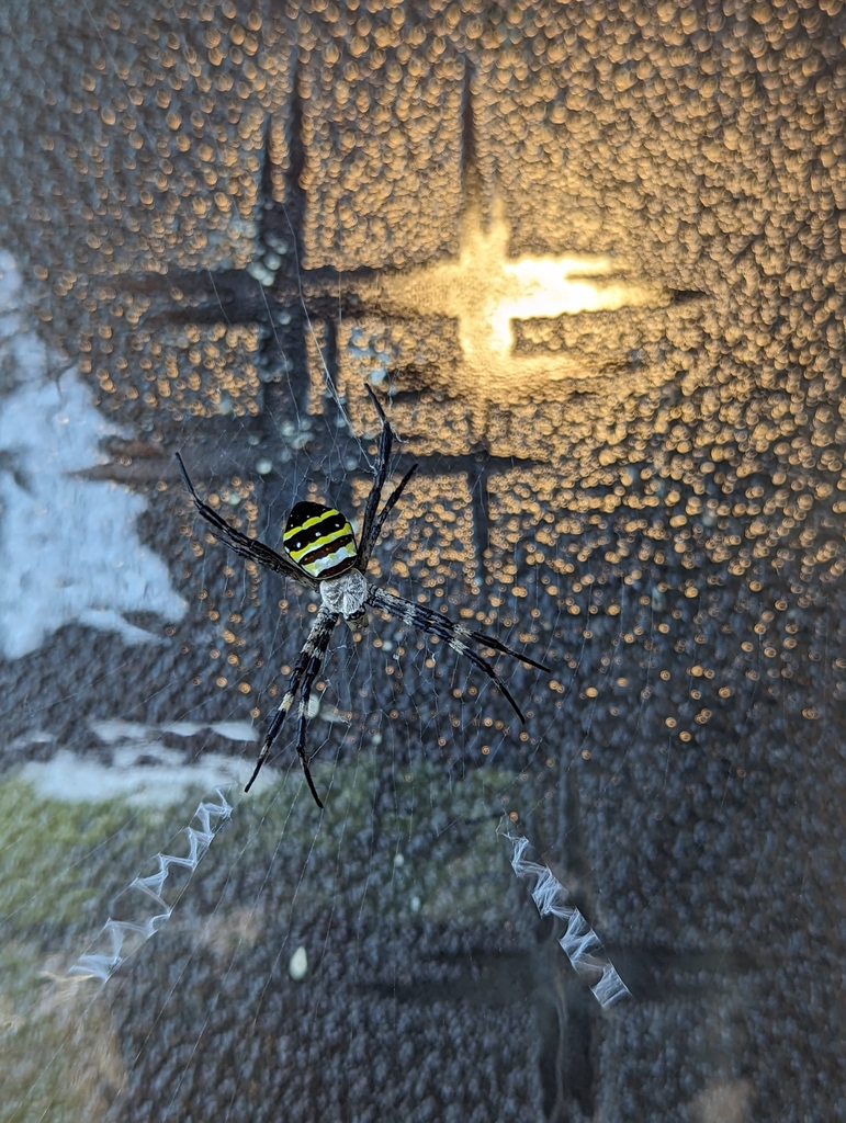 Kogane-gumo Spider from 9100 Ōmishimachō Miyaura, Imabari, Ehime 794 ...