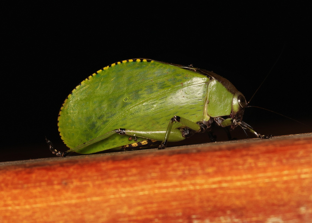 Dysmorpha obesa from Bukit Fraser, 49000 Bukit Fraser, Pahang, Malaysia ...