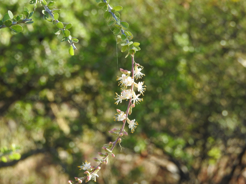 Pichilingue in September 2023 by Sierra Eco · iNaturalist