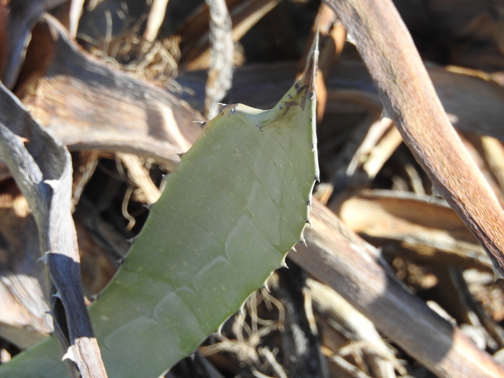 Agave sobria roseana from La Paz, B.C.S., México on September 20, 2023 ...