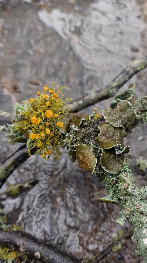 Golden-eye Lichen from 66279 N.L., México on May 14, 2023 at 10:43 AM ...